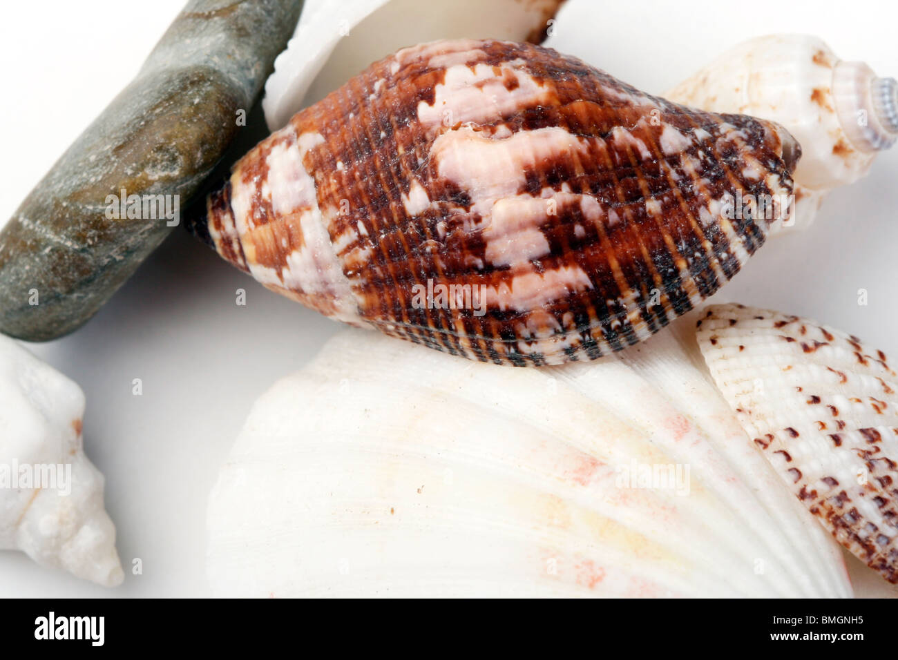 Shell like rock hi-res stock photography and images - Alamy