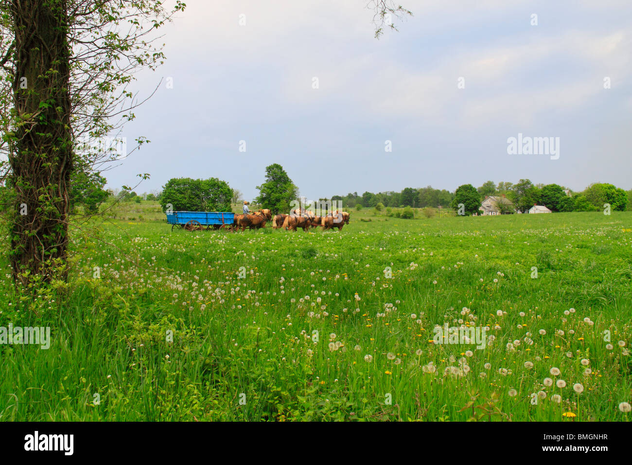 Driving six horse bell team through field at Charlie Lindsay Farm ...