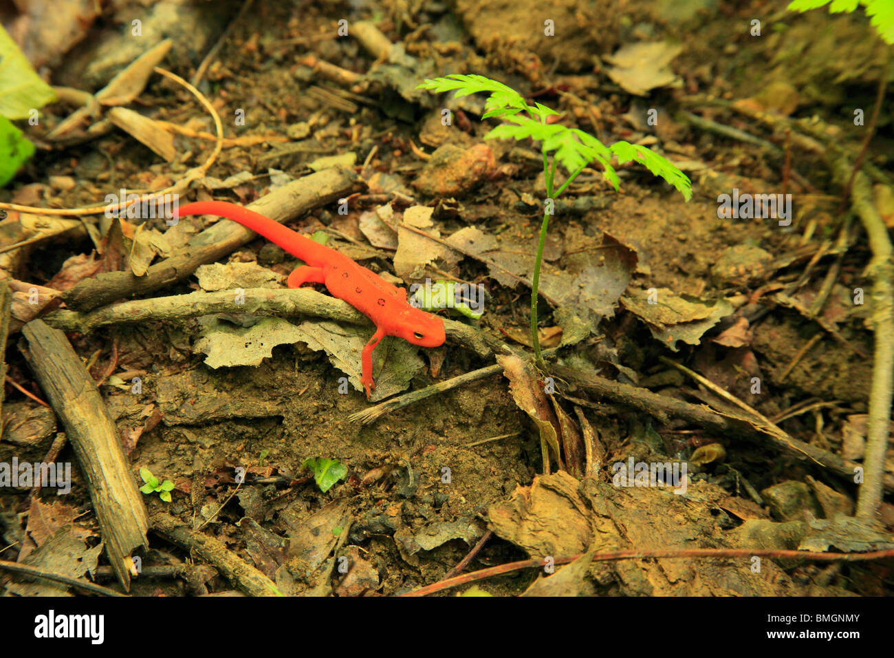 Red Salamander on Apple Orchard Waterfall Trail, Blue Ridge Parkway ...