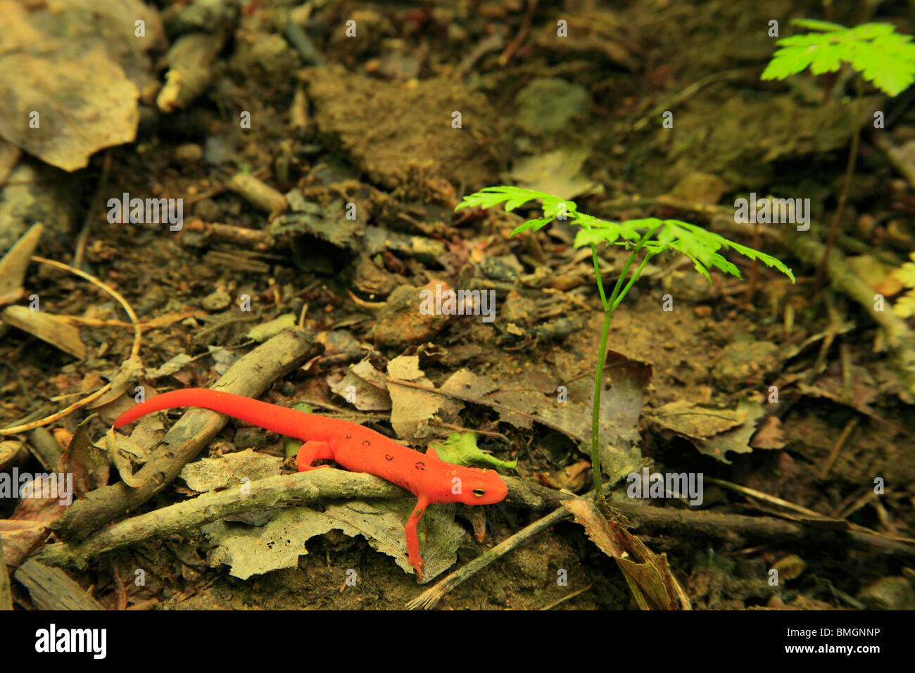 Red Salamander on Apple Orchard Waterfall Trail, Blue Ridge Parkway ...