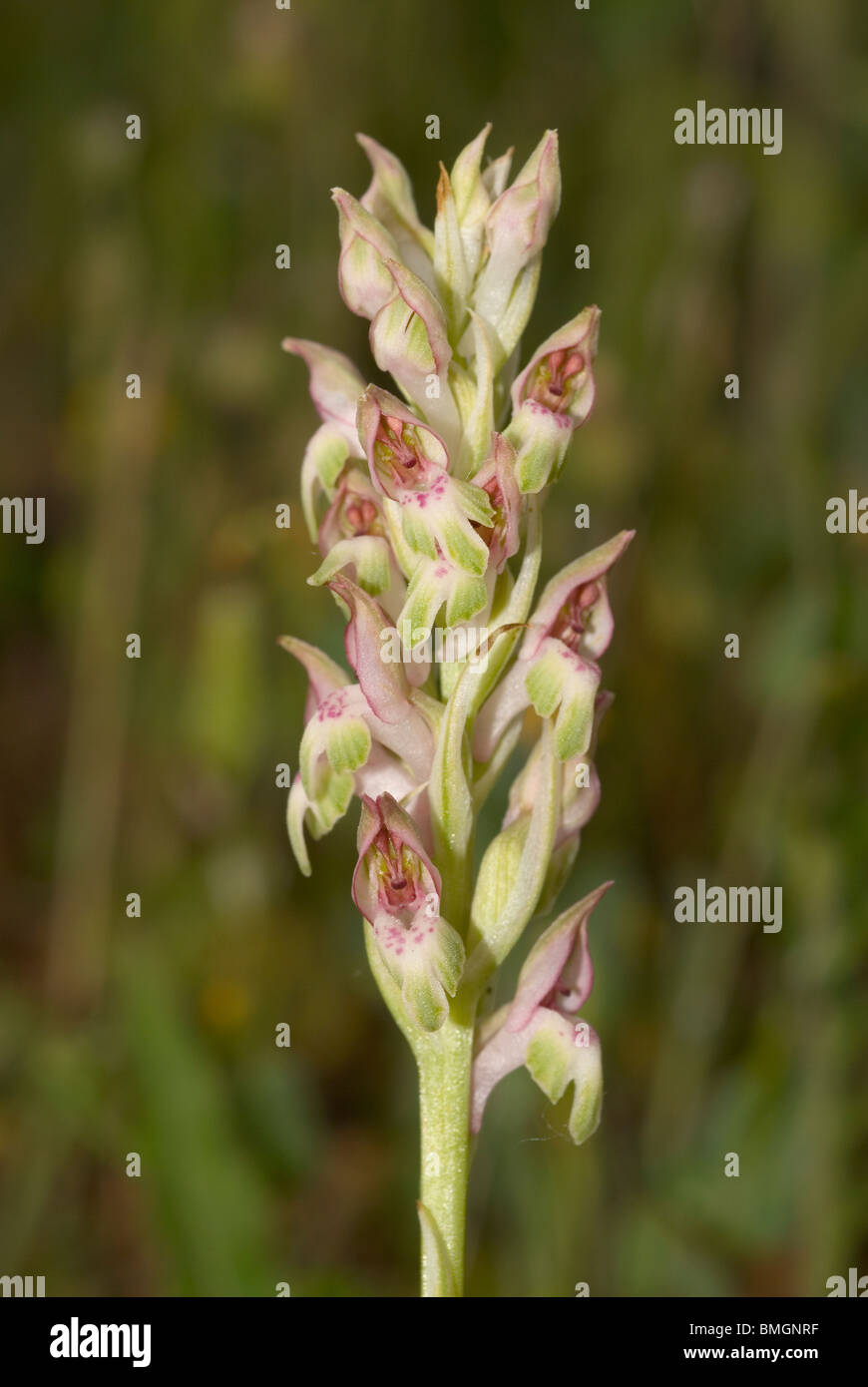 Odorous orchid (Orchis fragrans Stock Photo - Alamy