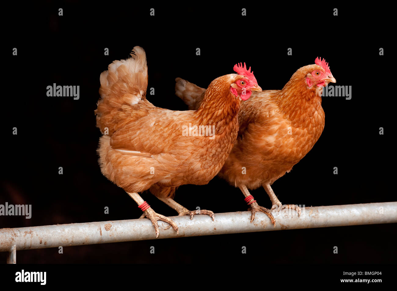 Farmyard Gate Stock Photos & Farmyard Gate Stock Images - Alamy