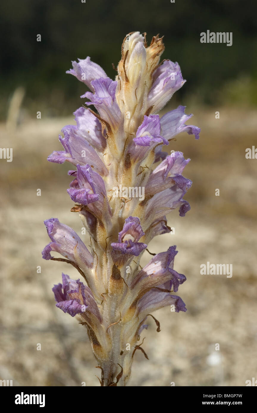 Sand Broom-Rape (Orobanche arenaria Stock Photo - Alamy