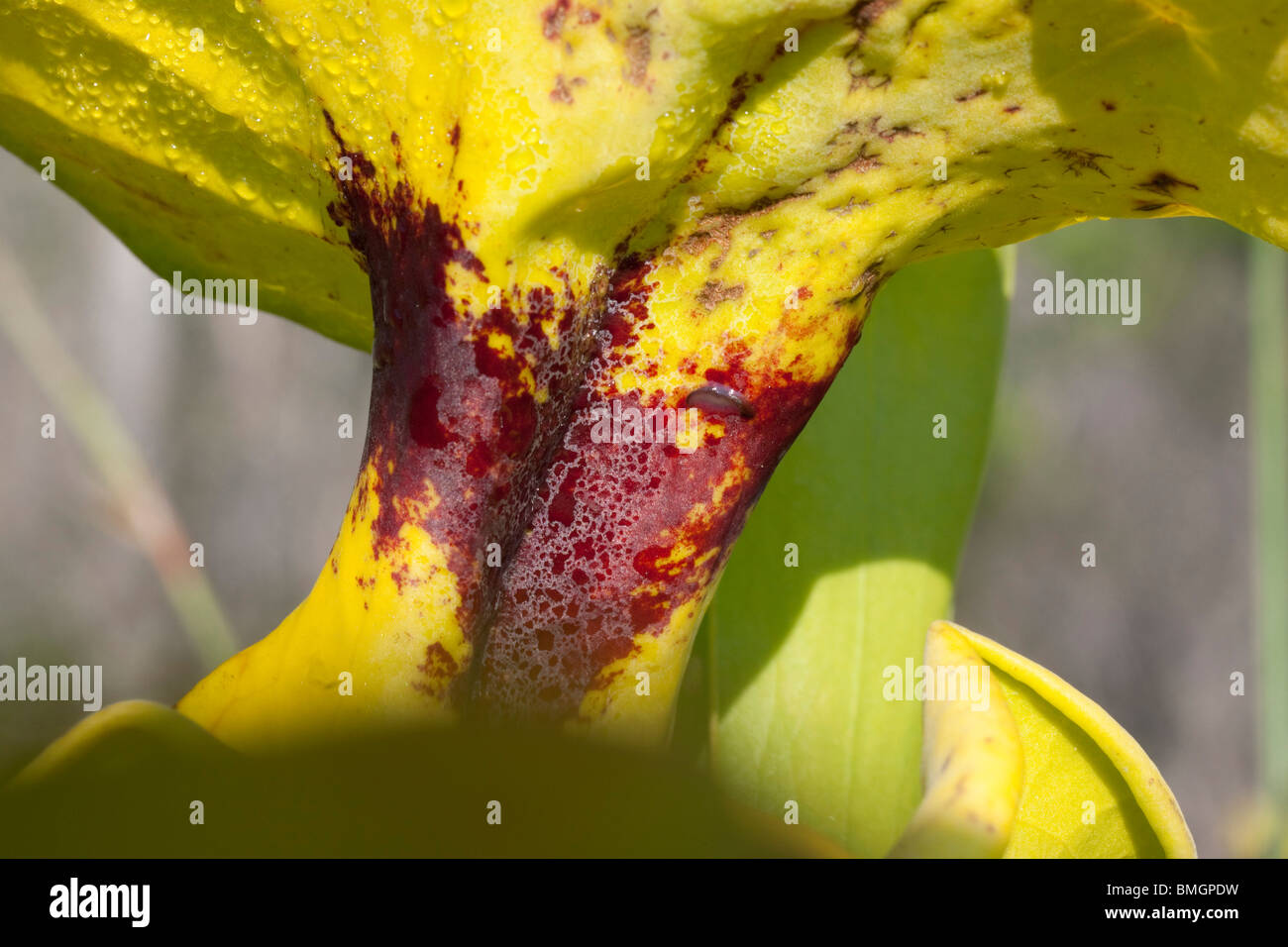 Carnivorous Plant Yellow or Trumpet Pitcher Plants Sarracenia flava var ...