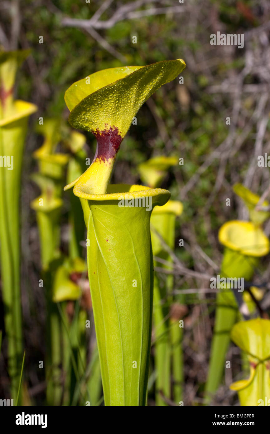 Carnivorous Plant Yellow or Trumpet Pitcher Plants Sarracenia flava var ...