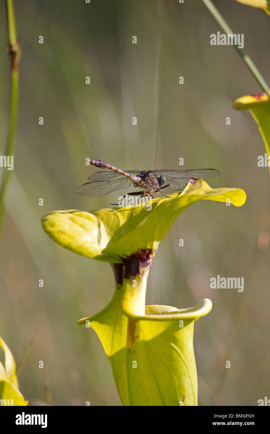 Dragonfly on Carnivorous Plant Yellow or Trumpet Pitcher Plants ...