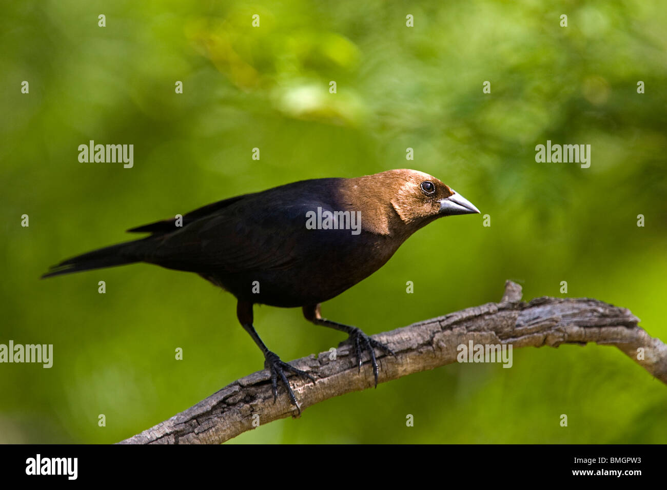 Brown headed cowbird hi-res stock photography and images - Alamy