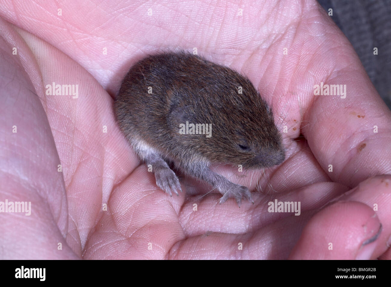 Rescued baby wood mouse Apodemus sylvaticus in childs hand. England ...