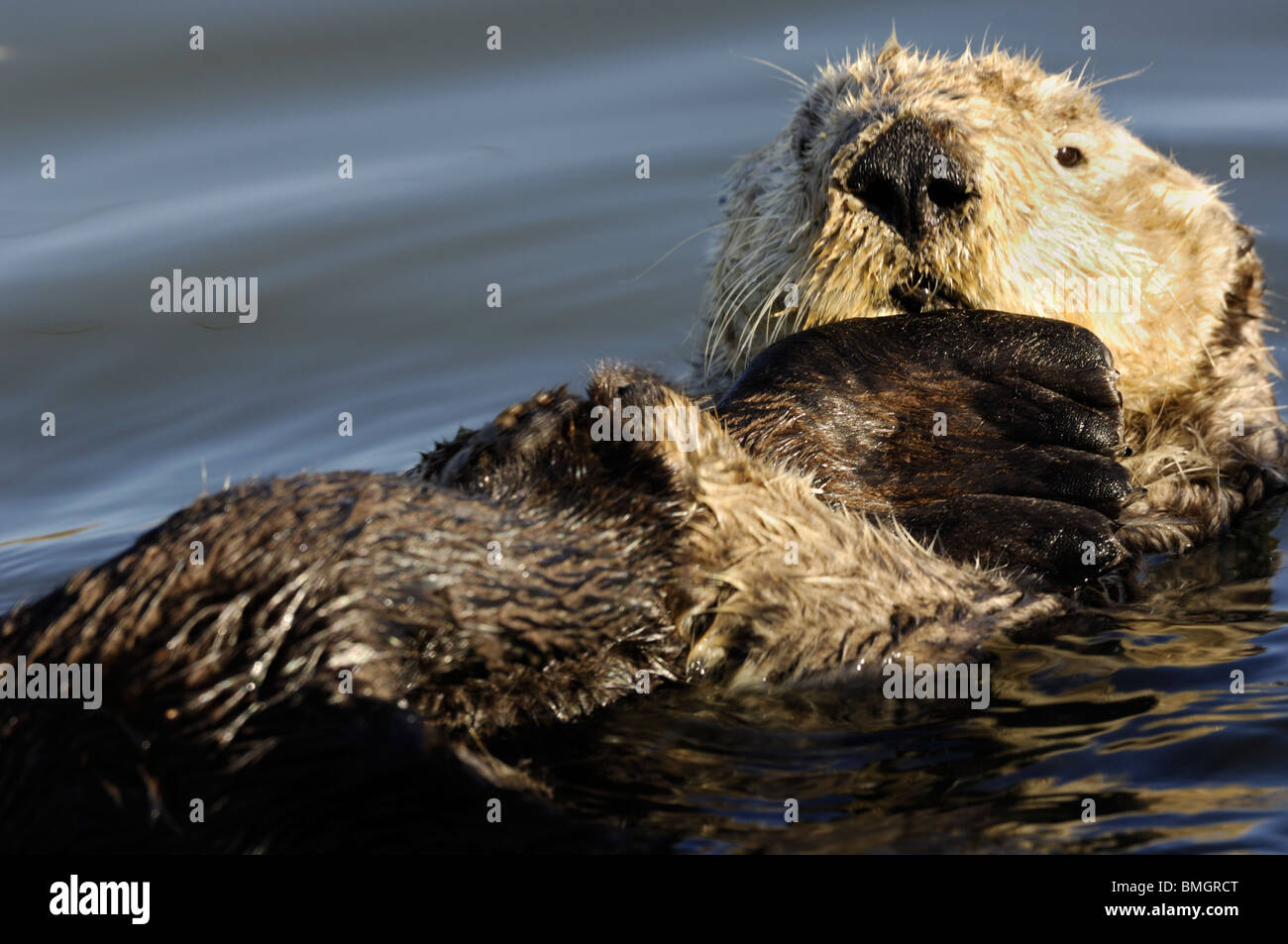 Stock photo of a California sea otter floating on his back, Moss ...