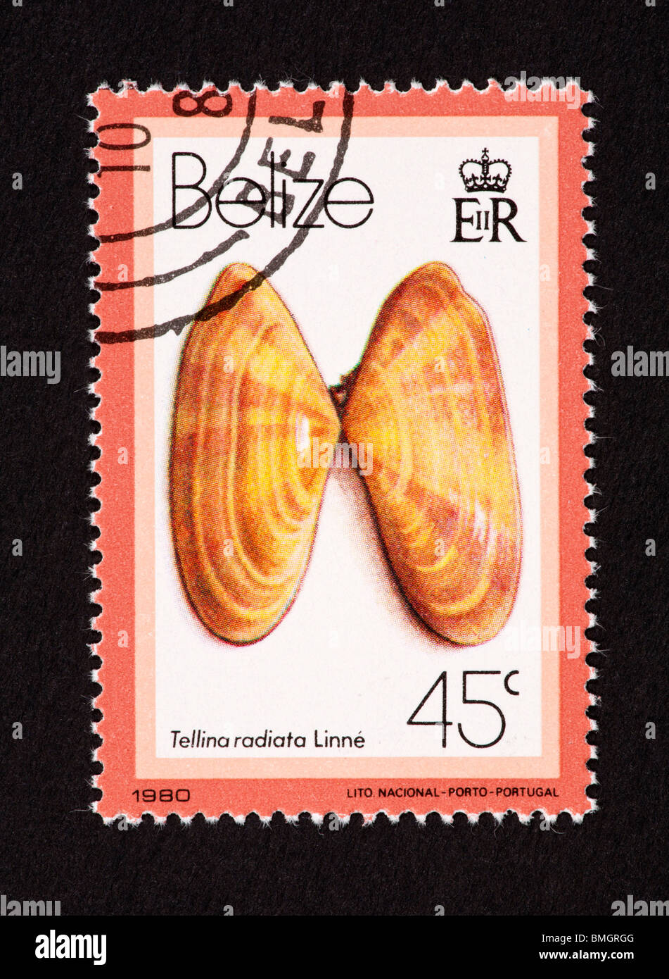 Postage stamp from Belize depicting a seashell (Tellina radiata Stock ...