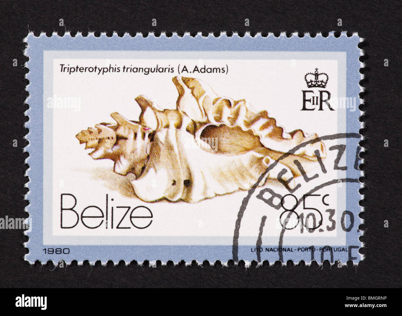 Postage stamp from Belize depicting a seashell (Tripterotyphis ...