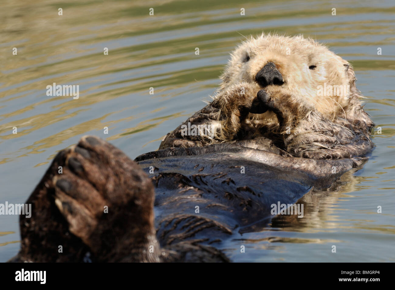 Stock photo of a California sea otter floating on his back, Moss ...