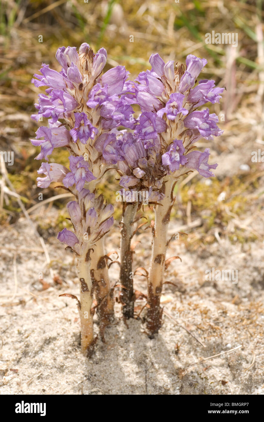 Sand Broom-Rape (Orobanche arenaria Stock Photo - Alamy