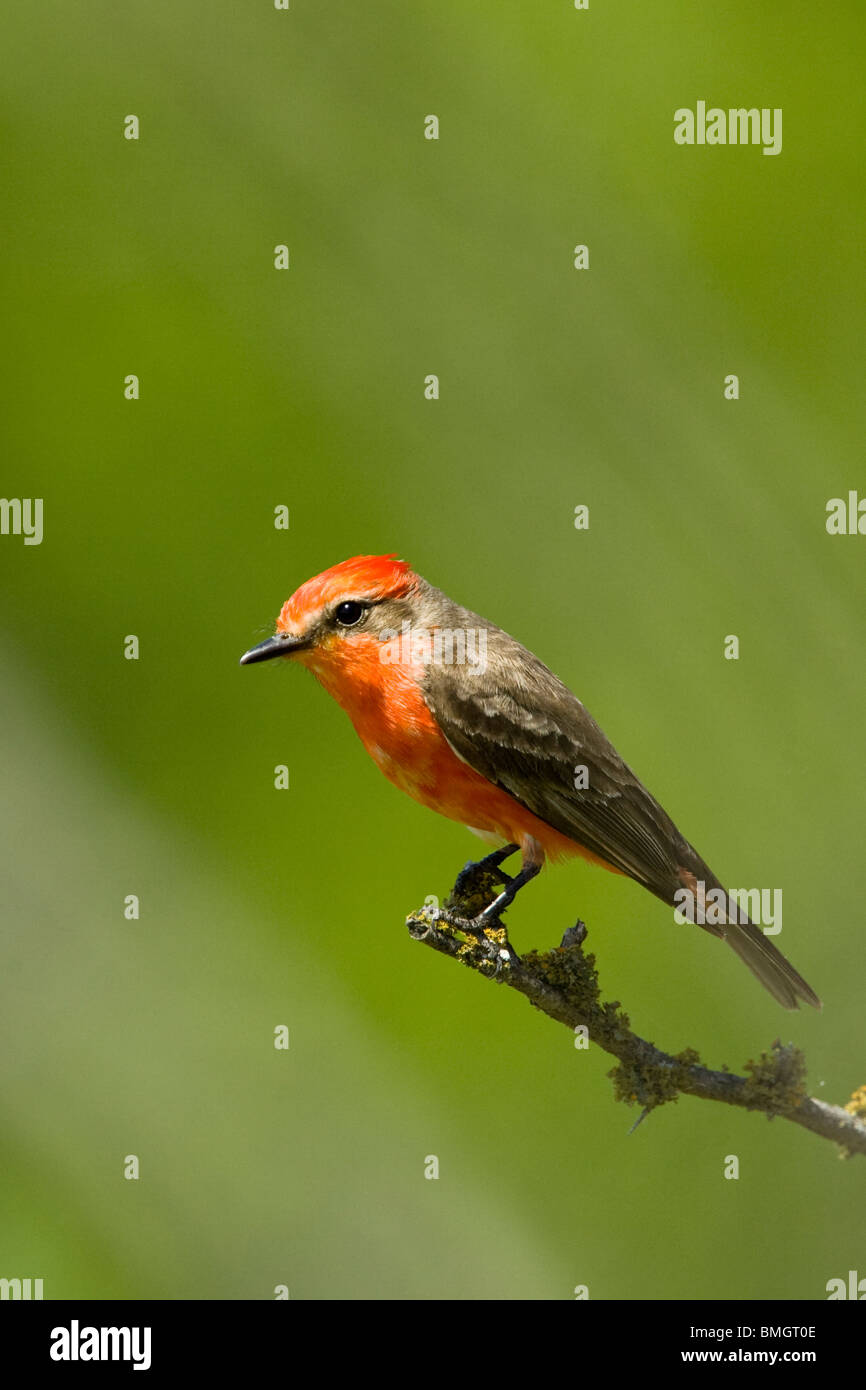 Vermilion bird hi-res stock photography and images - Alamy