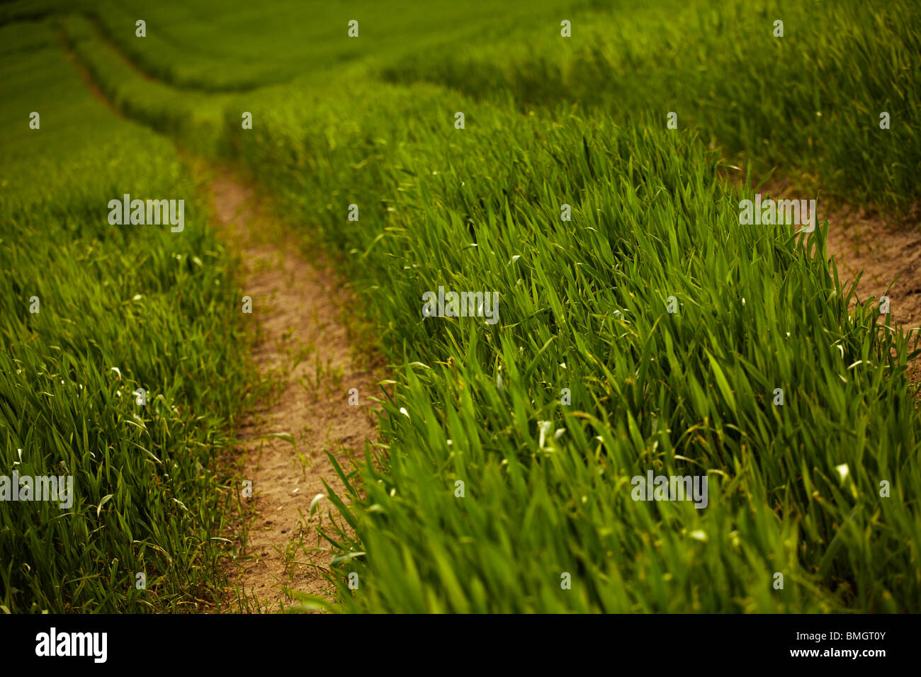 Field of growing crops in the evening sunlight with vivid colours Stock ...