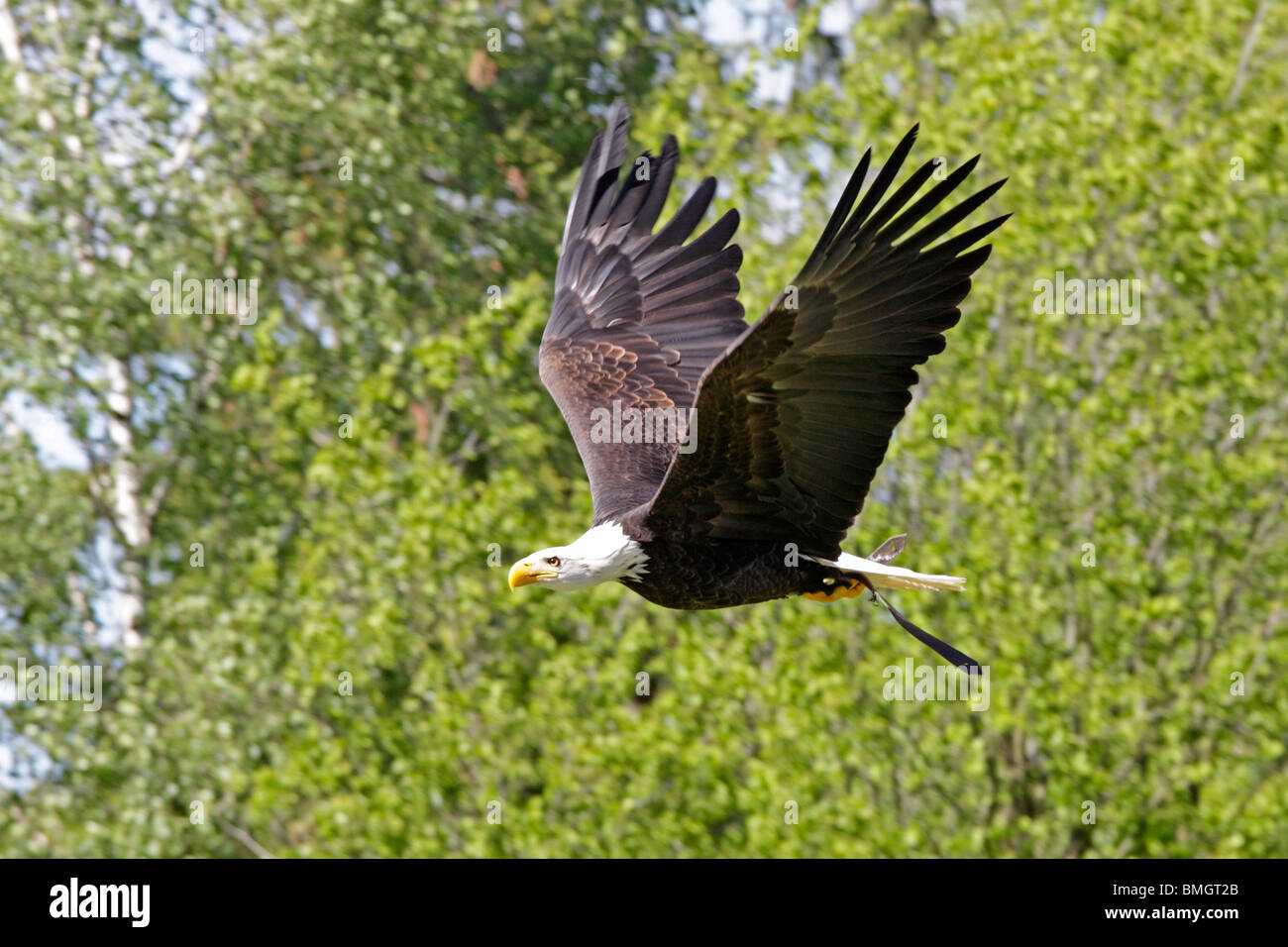 bald eagle at flight Stock Photo - Alamy