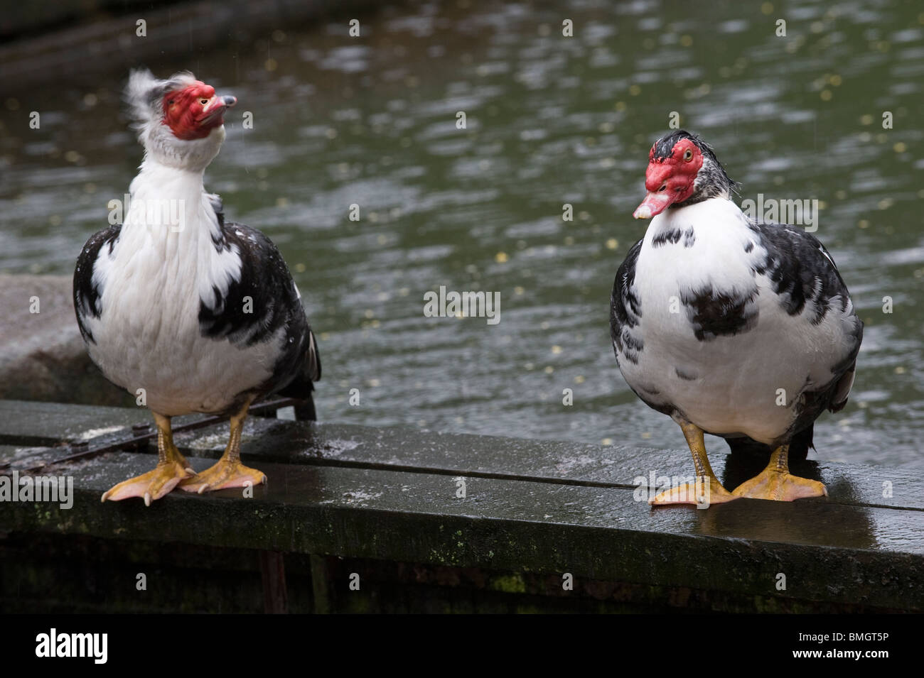Male domestic muscovy duck hi-res stock photography and images - Alamy