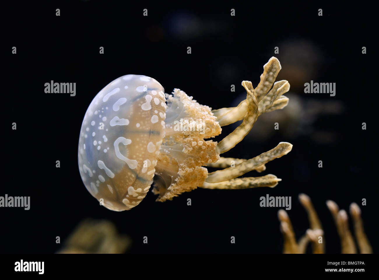 The Spotted Jelly or Lagoon Jelly (Mastigias papua) is a species of ...