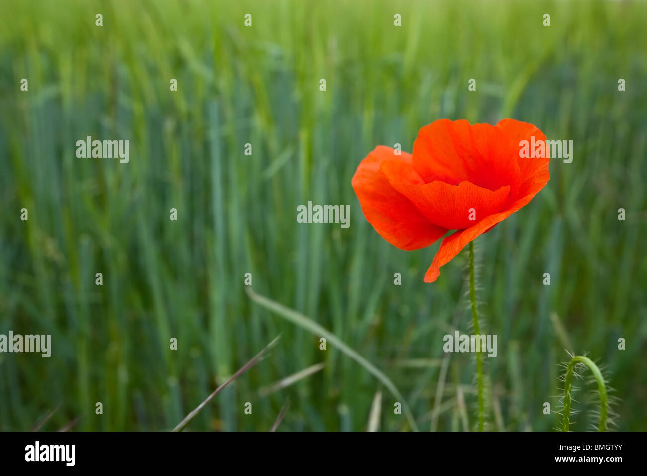 single poppy in a green wheat field at spring Stock Photo - Alamy