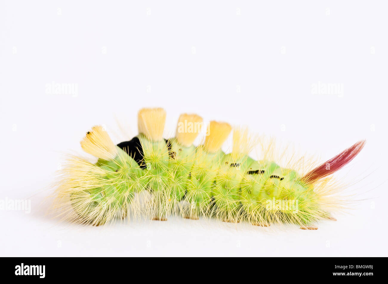 Caterpillar stage Cut Out Stock Images & Pictures - Alamy