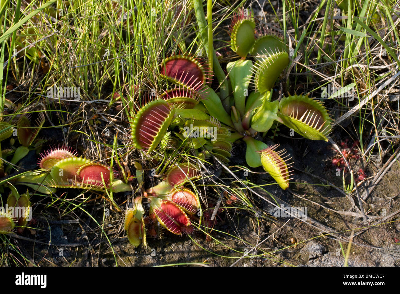 Venus Flytrap Dionaea muscipula with open and closed traps Stock Photo ...