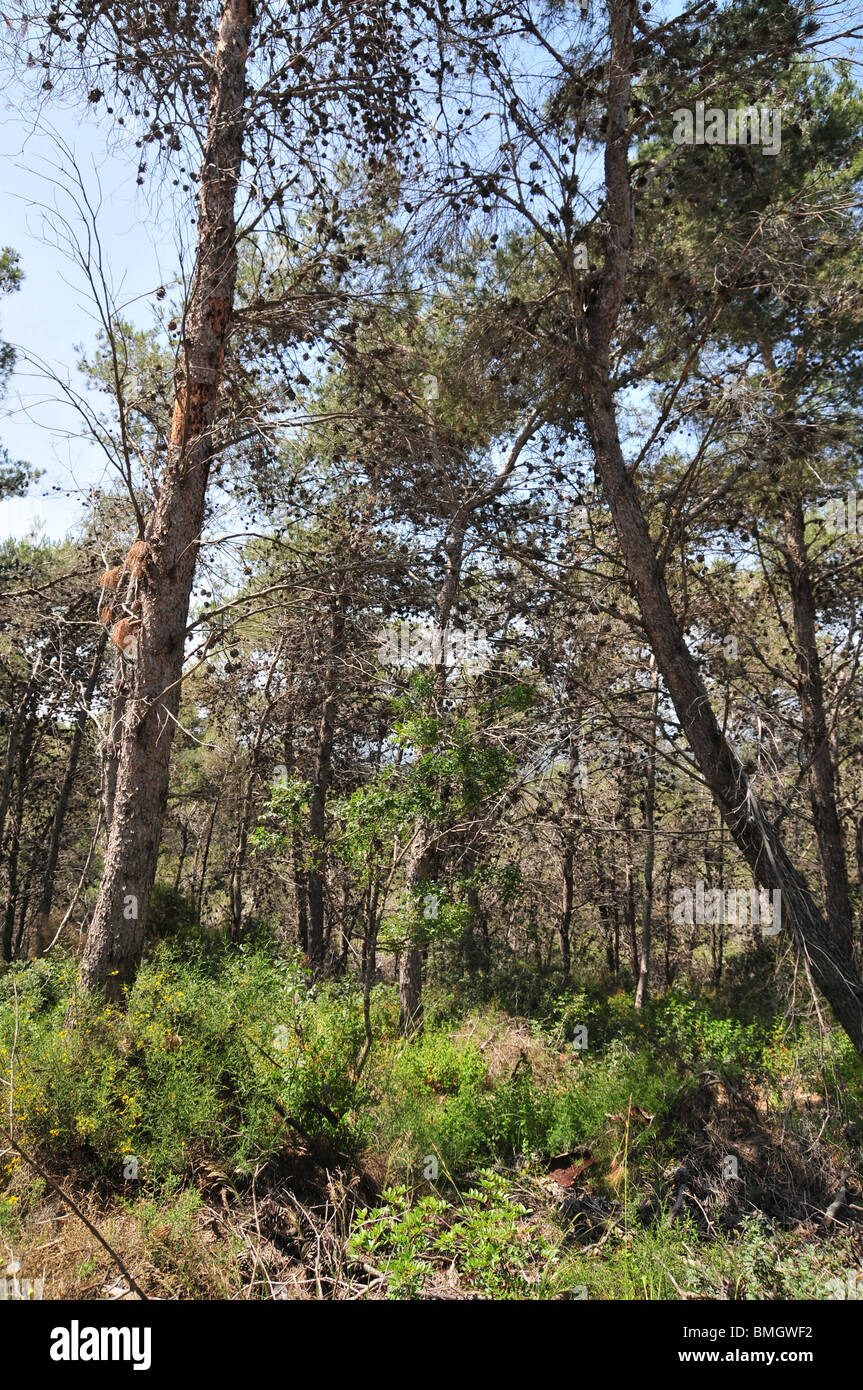 Israel, Carmel Mountain forest Stock Photo - Alamy