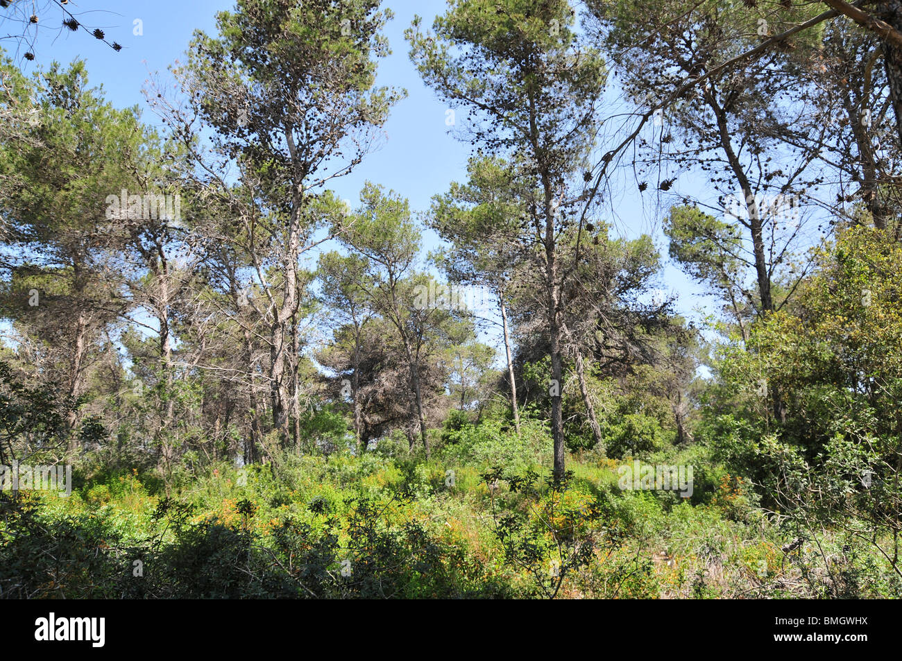 Israel, Carmel Mountain forest Stock Photo - Alamy