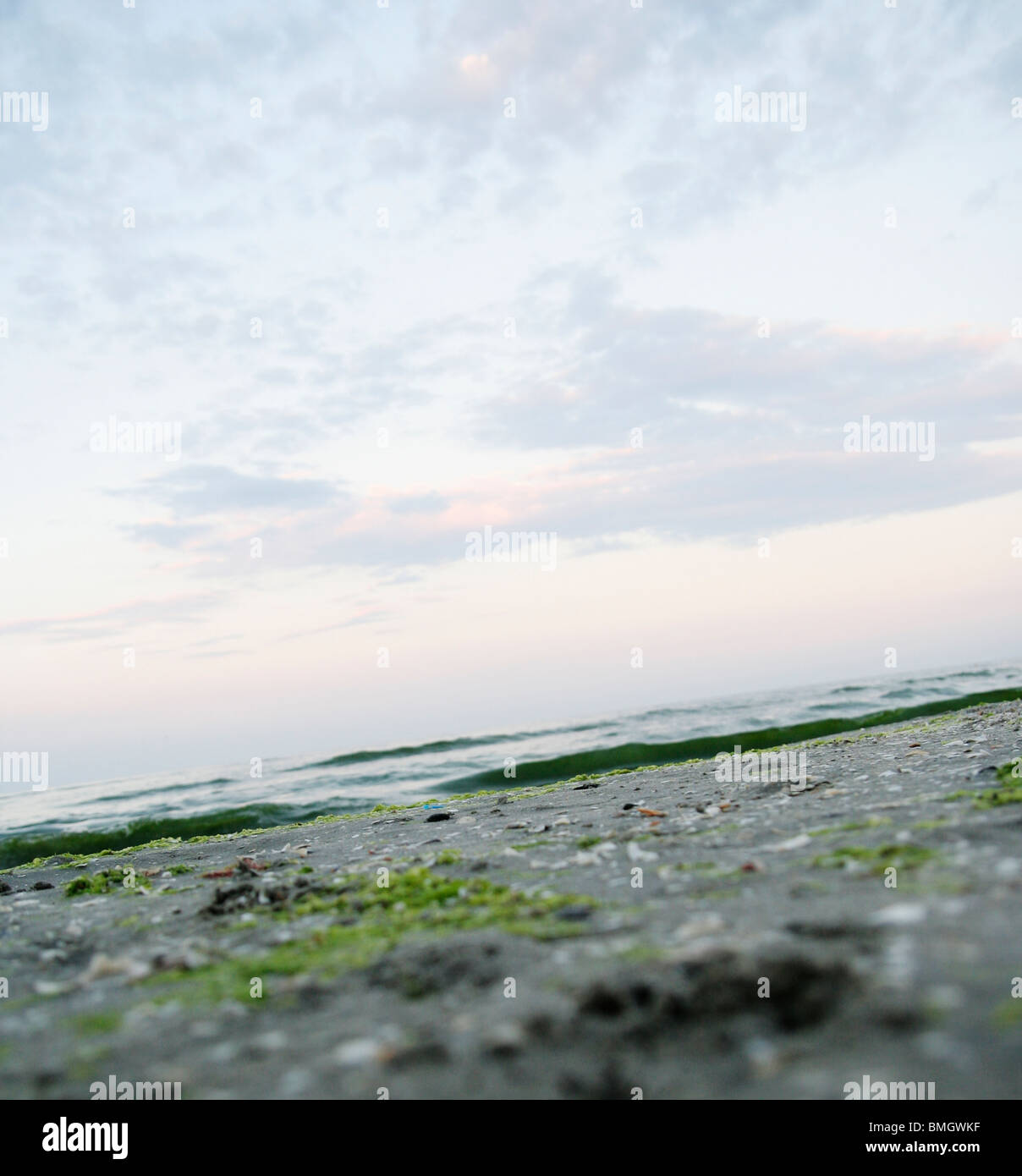 Beach with algae and shells Stock Photo - Alamy