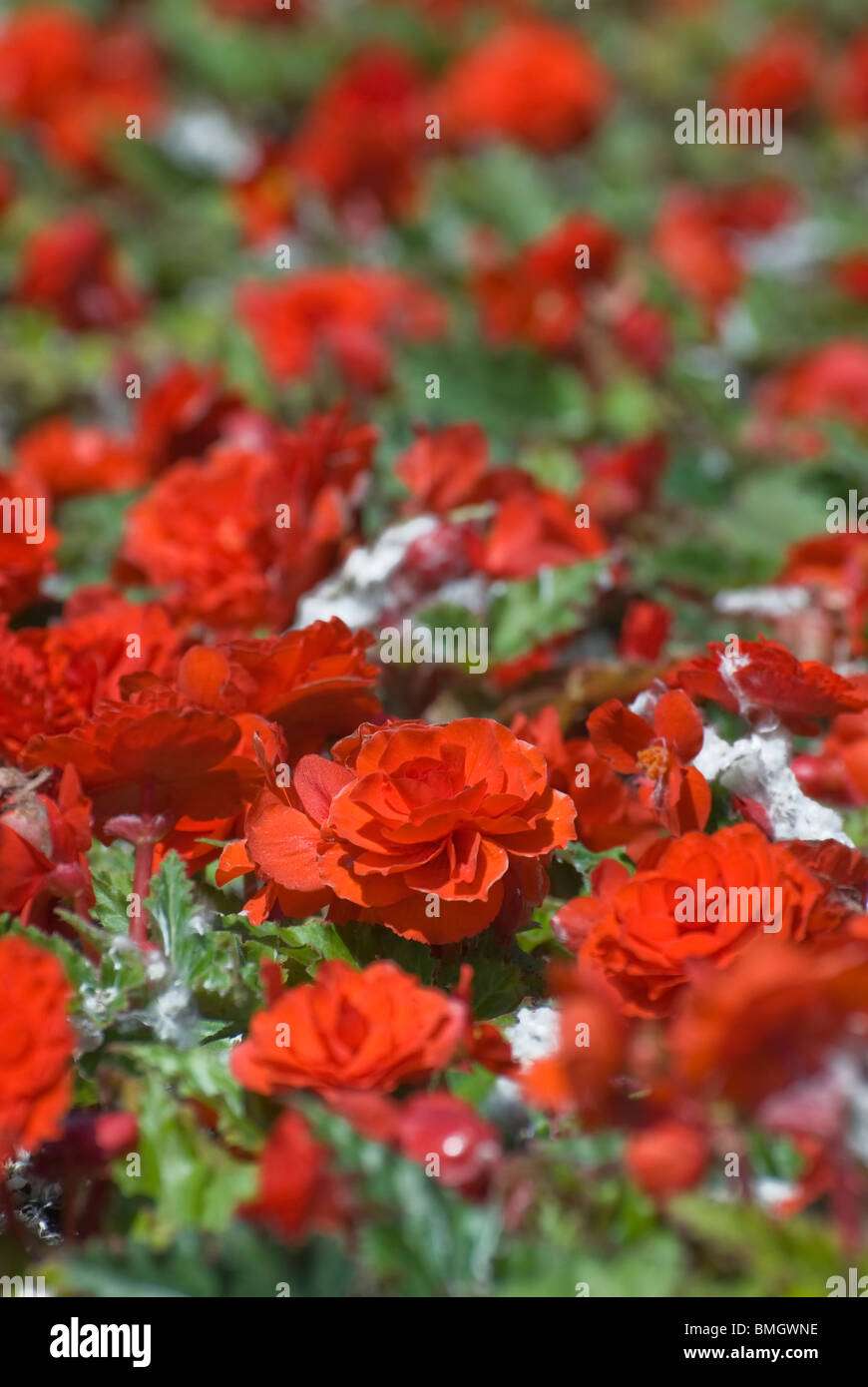 Red rose many buds hi-res stock photography and images - Alamy