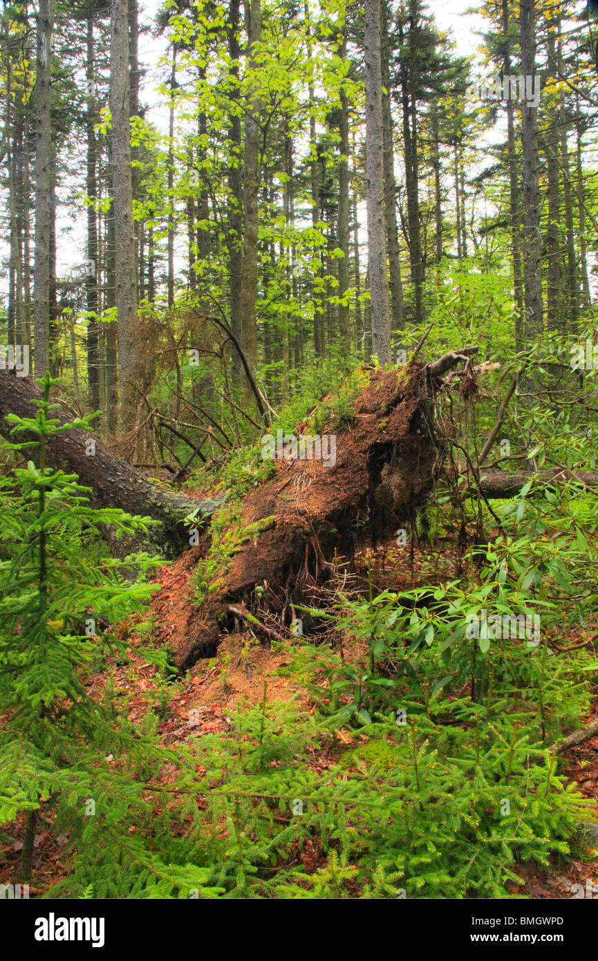 Plants on Fallen Tree, Rohrbaugh Trail, Dolly Sods Wilderness Area ...