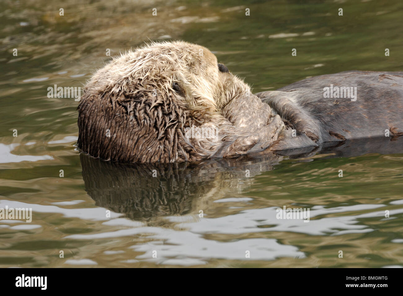 Stock photo of a California sea otter floating on his back, Moss ...