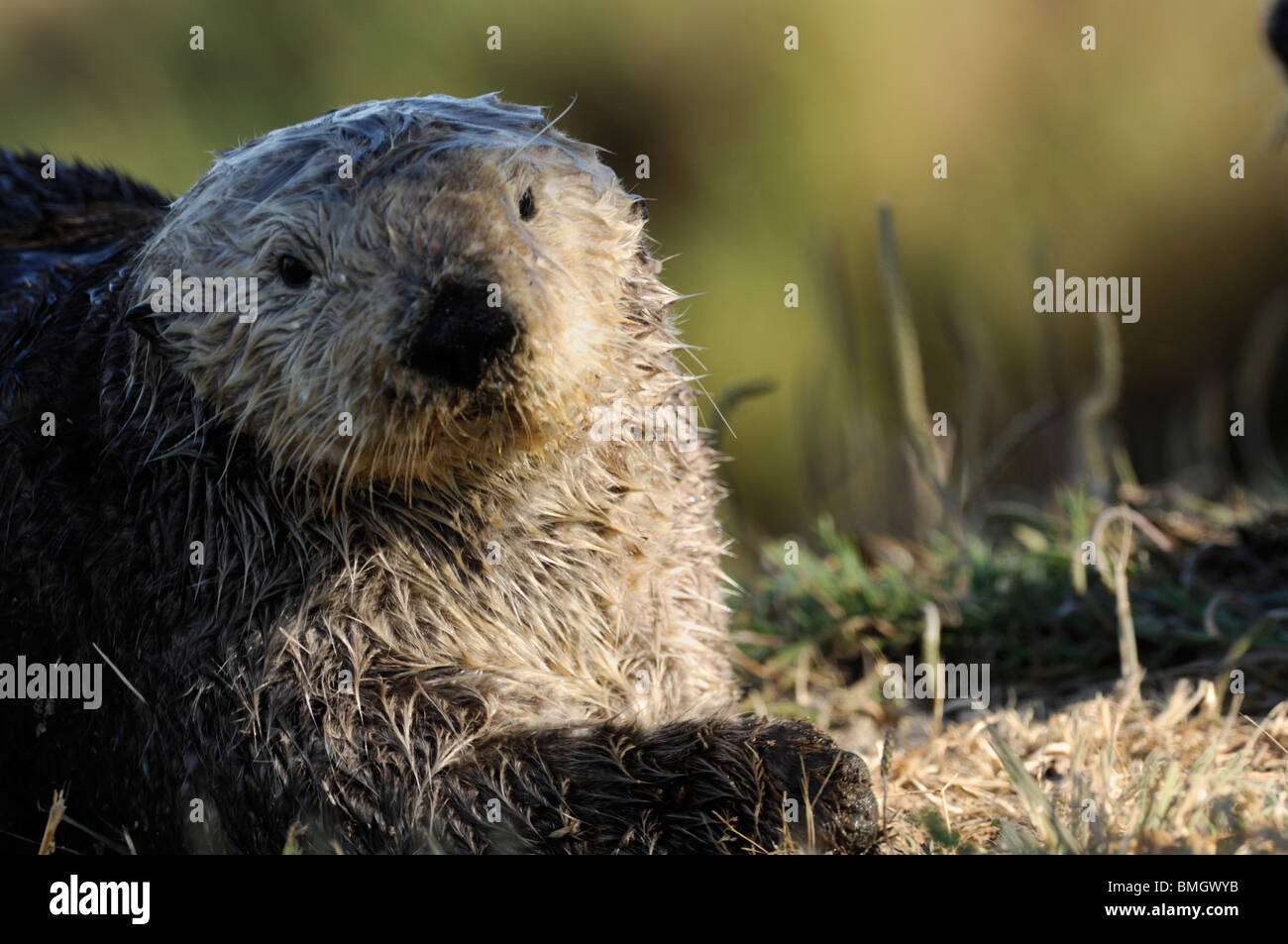 Stock photo of a California sea otter resting on land, Moss Landing ...