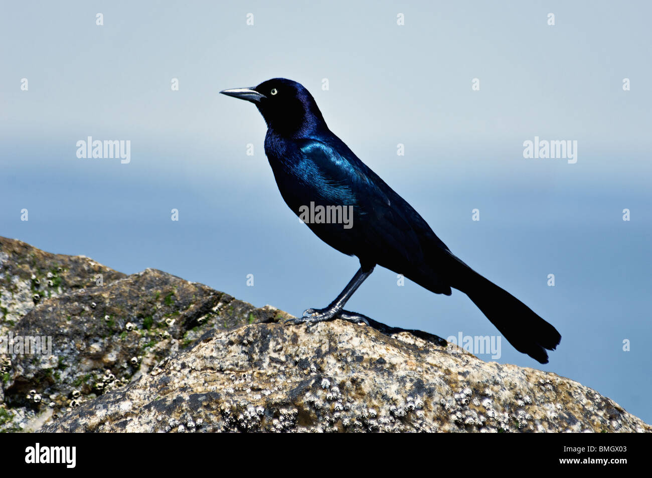 Boat-tailed Grackle Perched on a Barnacle Covered Rock at Tybee Island ...