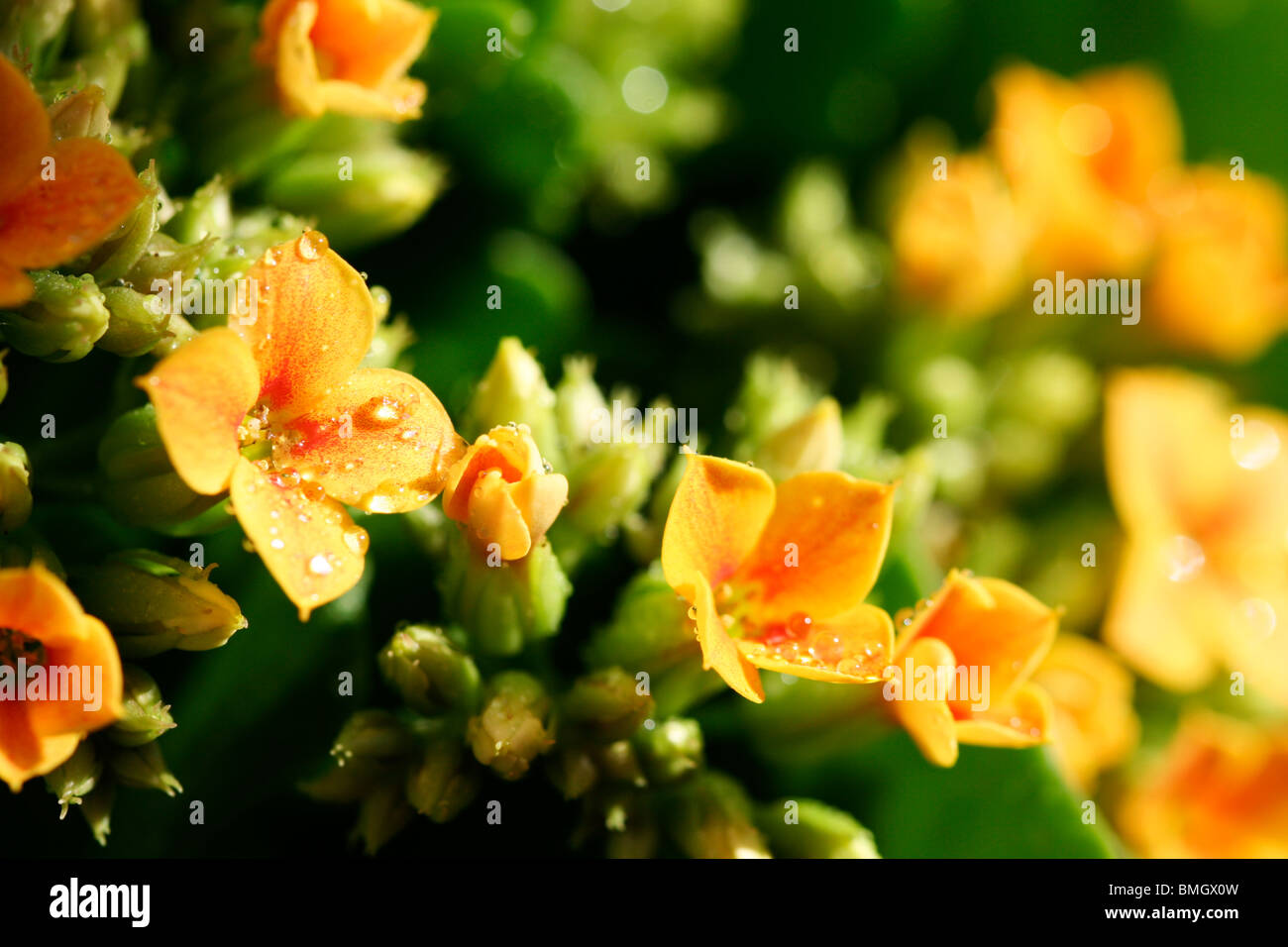 Vibrant bunch of wild flowers Stock Photo - Alamy
