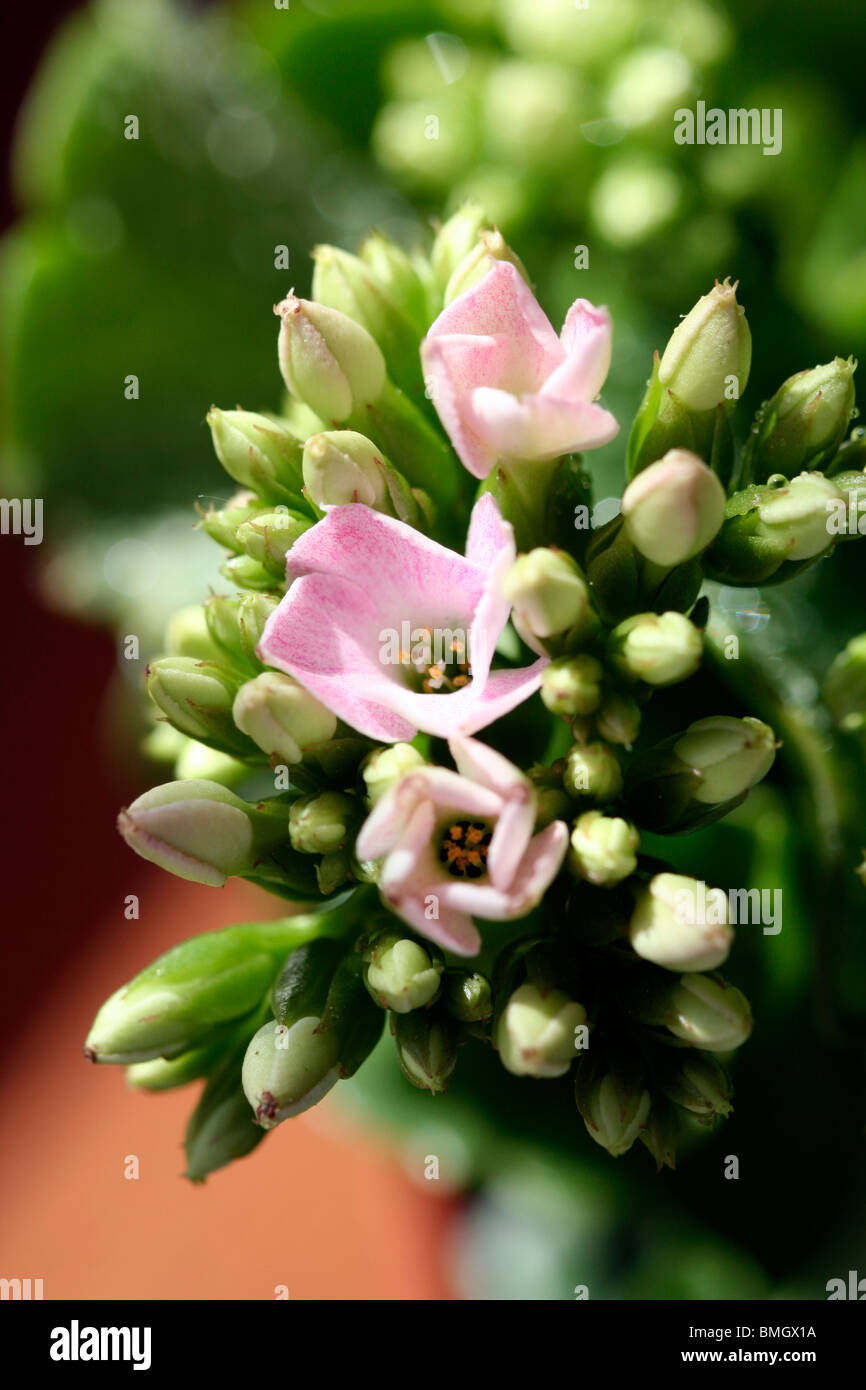 Vibrant bunch of wild flowers Stock Photo - Alamy