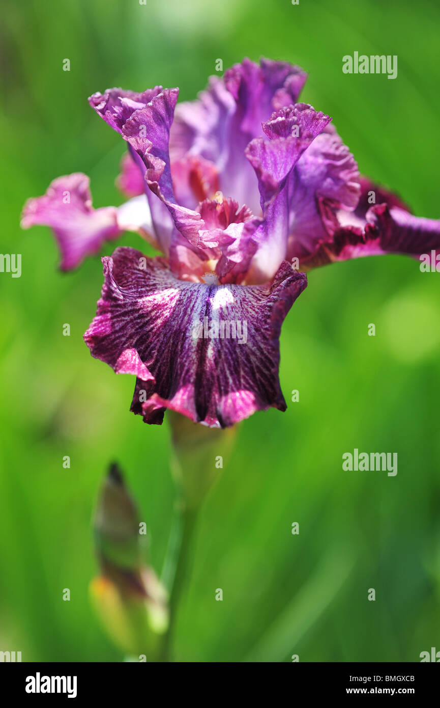 Iris flower SMILING ANGEL Stock Photo - Alamy