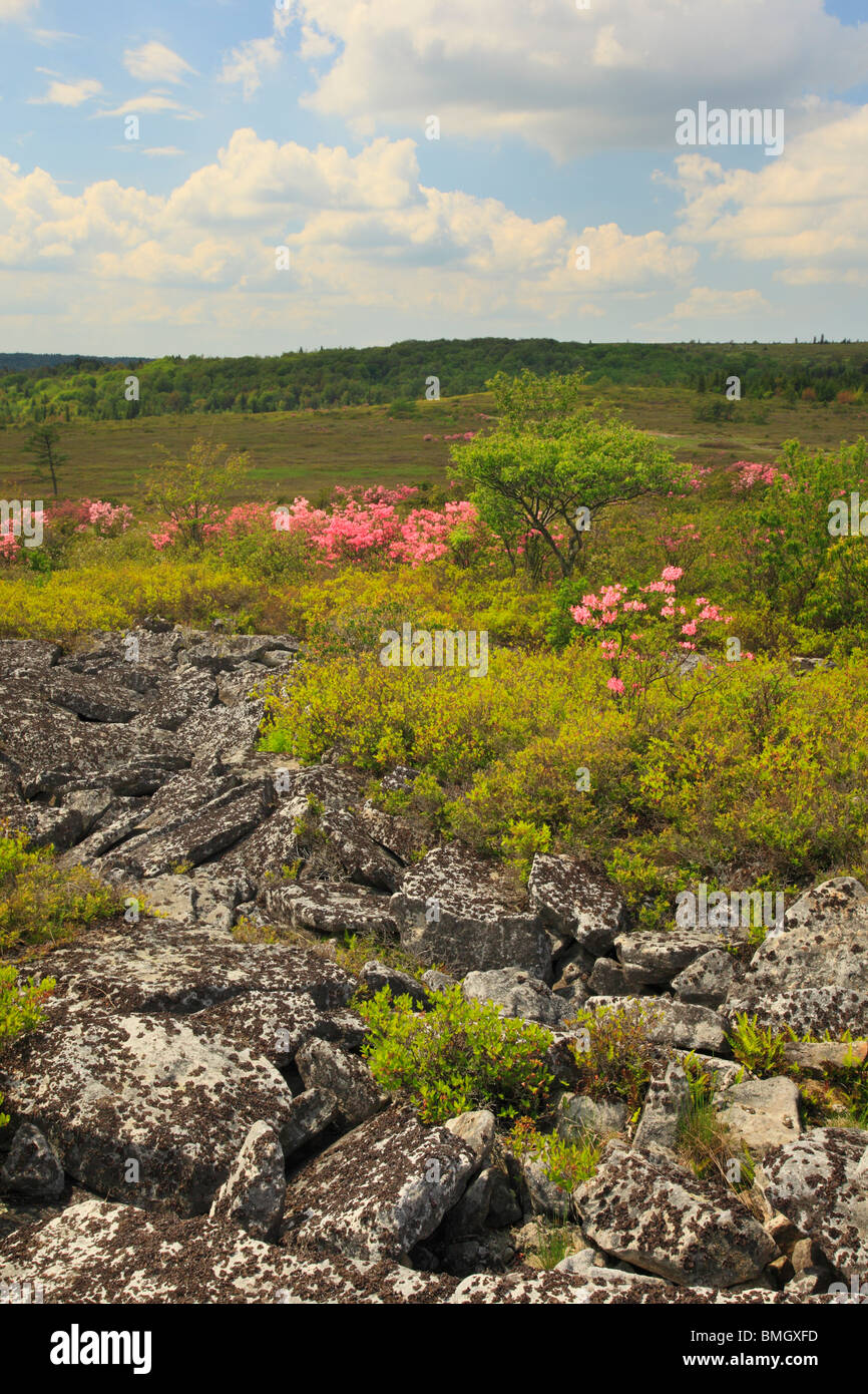 Wild Pink Azaleas, Dolly Sods Wilderness Scenic Area, Hopeville, West ...