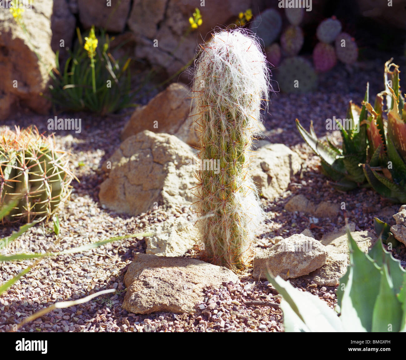 Grandfather cactus hi-res stock photography and images - Alamy