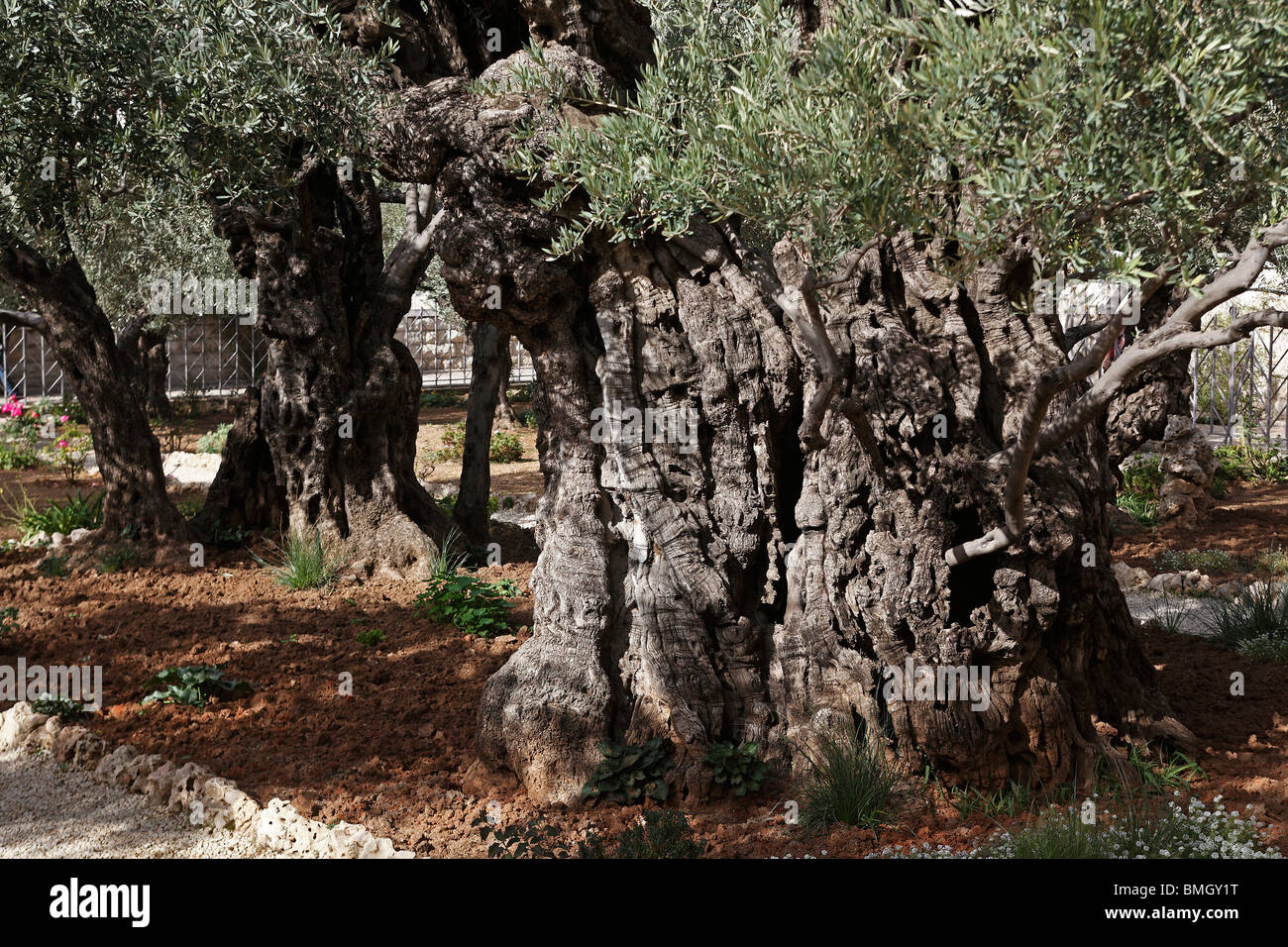Israel,Jerusalem,Gethsemani Olive Trees Stock Photo - Alamy
