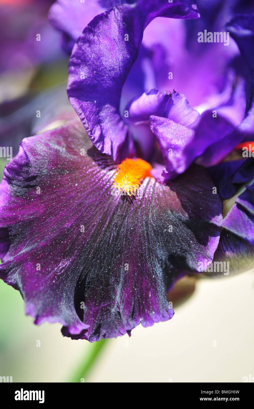 Local color hi-res stock photography and images - Alamy