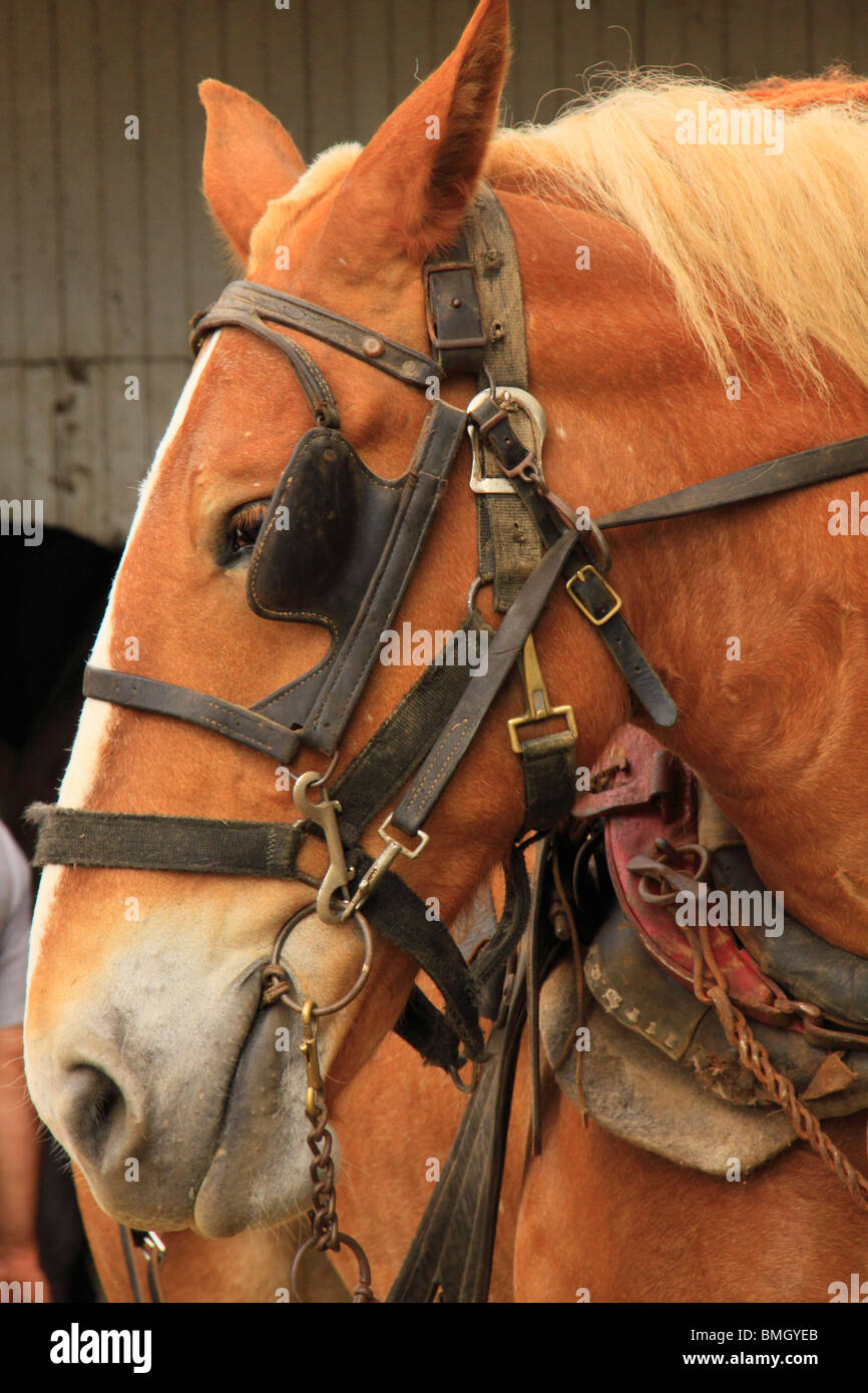 Percheron horse hi-res stock photography and images - Alamy