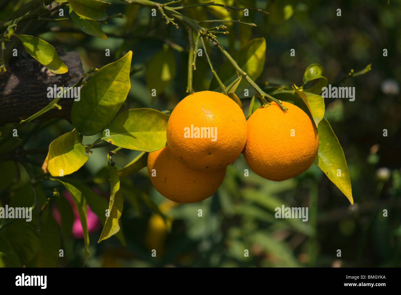 Orange tree, Cyprus. Spring, May Stock Photo - Alamy