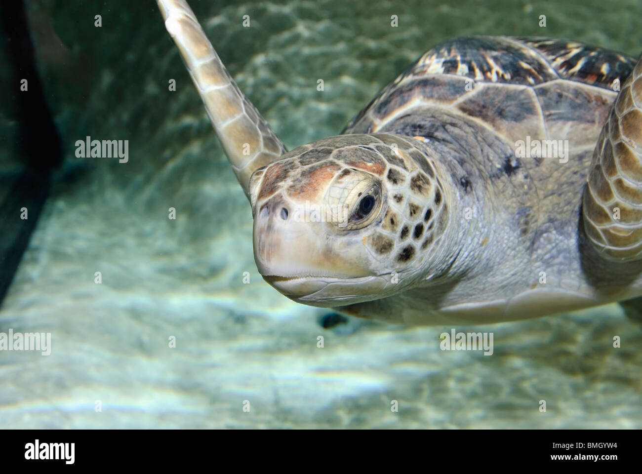 The new green sea turtle (Chelonia mydas) exhibit at the Monterey Bay ...