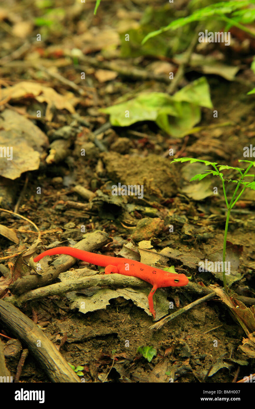 Red Salamander on Apple Orchard Waterfall Trail, Blue Ridge Parkway ...