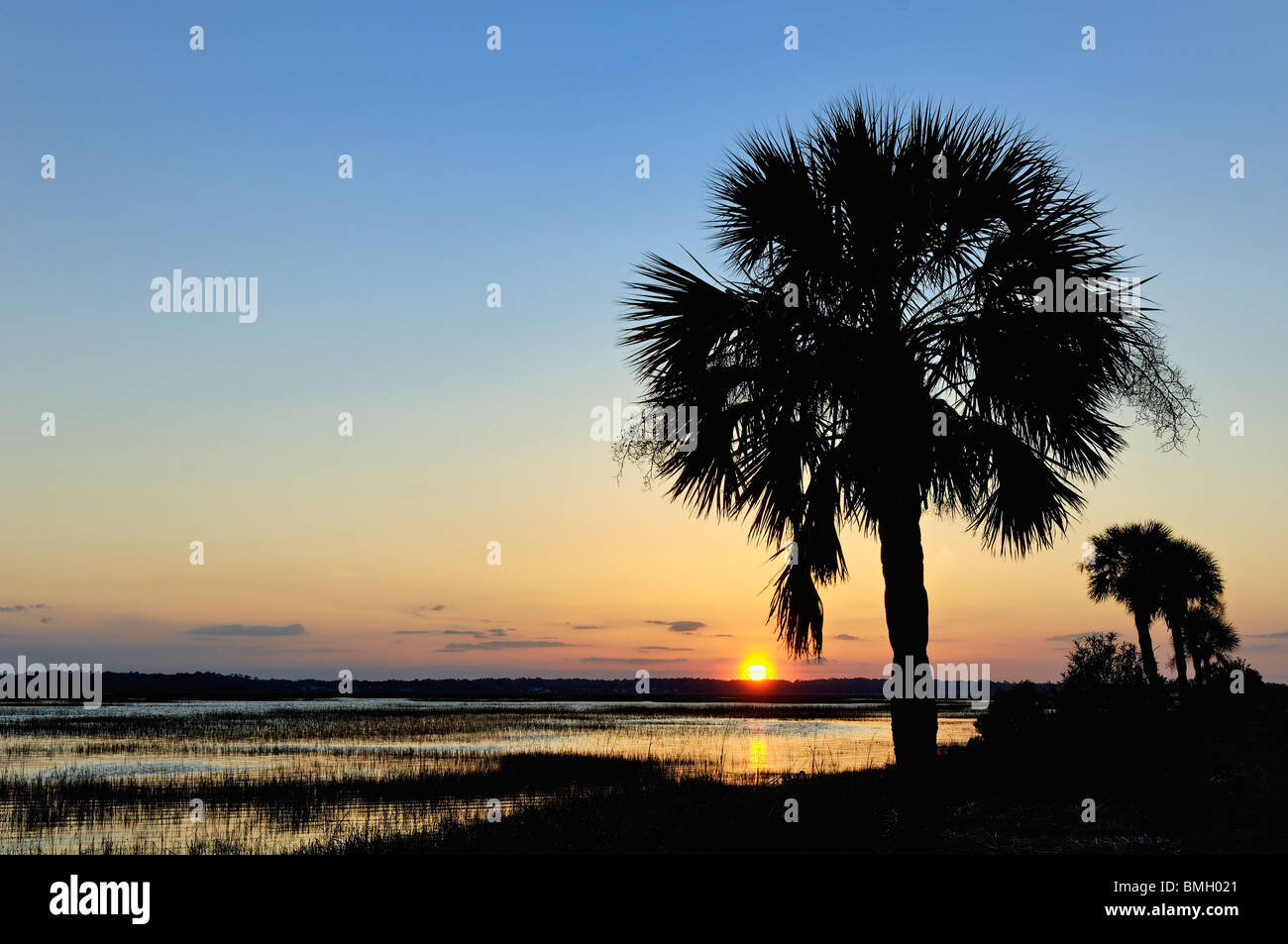 Sunset and Silhouetted Palm Tree Seen over a Marsh in Chatham County ...