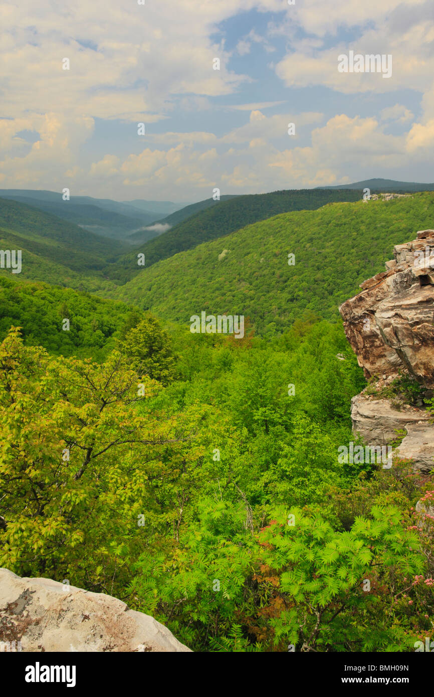 View of Red Creek Canyon from Rohrbaugh Trail, Dolly Sods Wilderness ...
