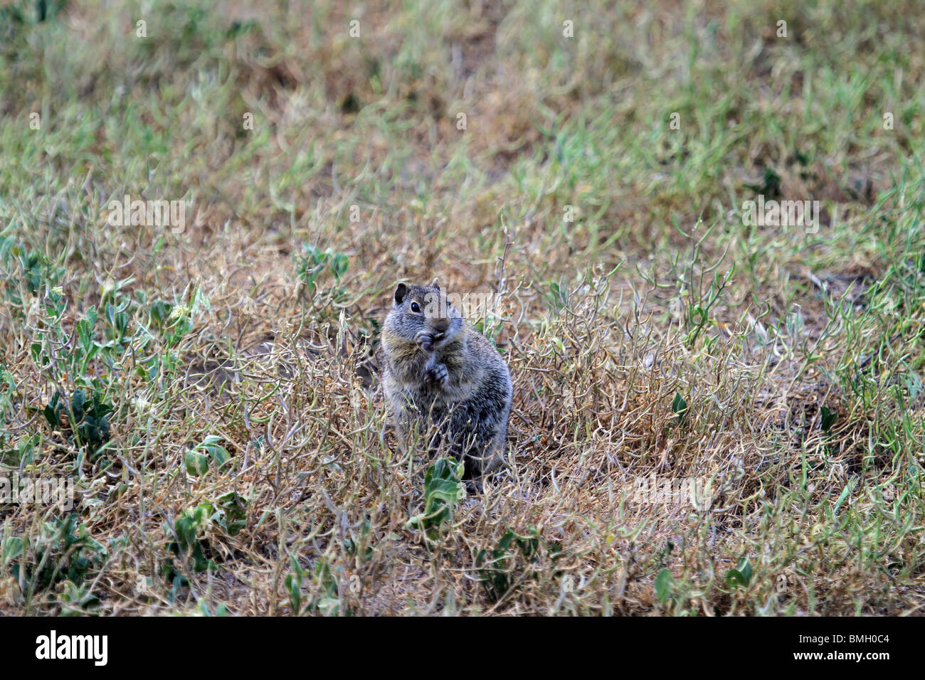Ground squirrel or Utah potgut sitting outside of burrow den eating dry ...