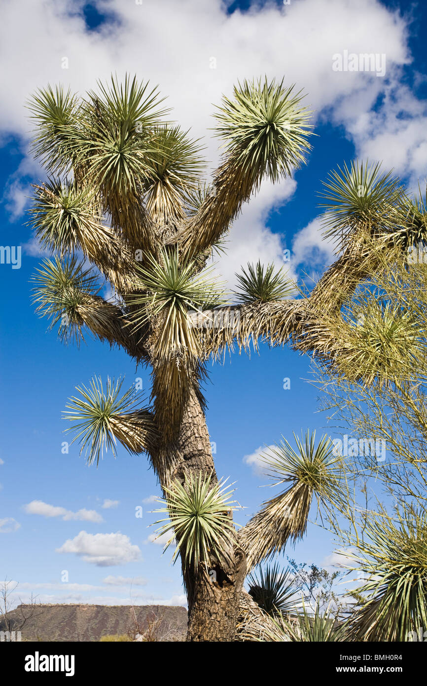 Joshua tree with fence hi-res stock photography and images - Alamy