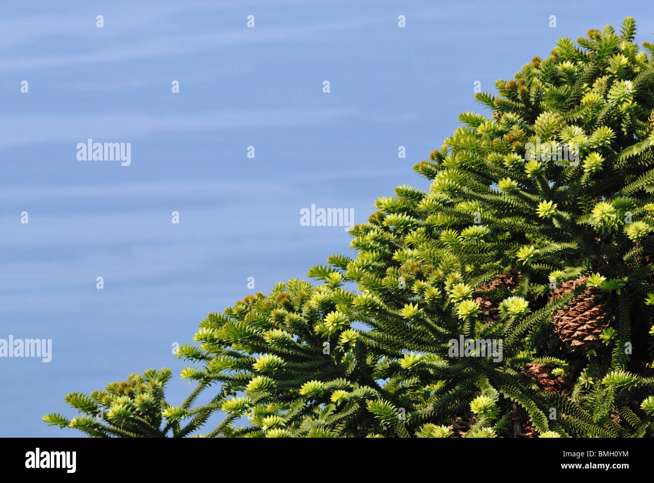Detailed pine cone hi-res stock photography and images - Alamy