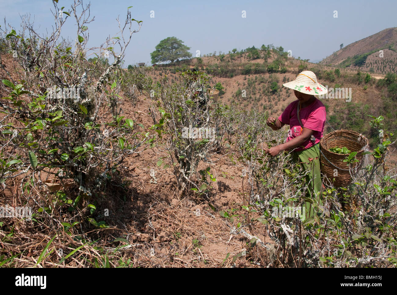 Burma tea plantation hi-res stock photography and images - Alamy